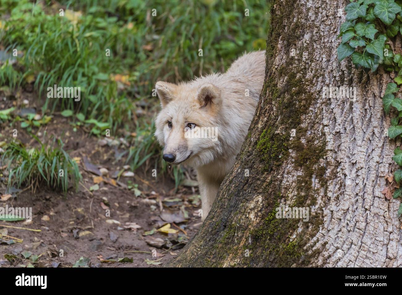 One arctic wolf (Canis lupus arctos) standing in a forest, partially ...