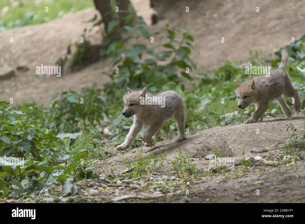 Two four weeks old Arctic wolf cub (Canis lupus arctos) playing with ...