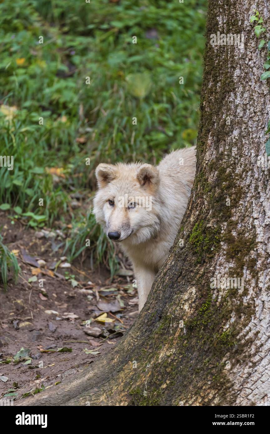 One arctic wolf (Canis lupus arctos) standing in a forest, partially ...