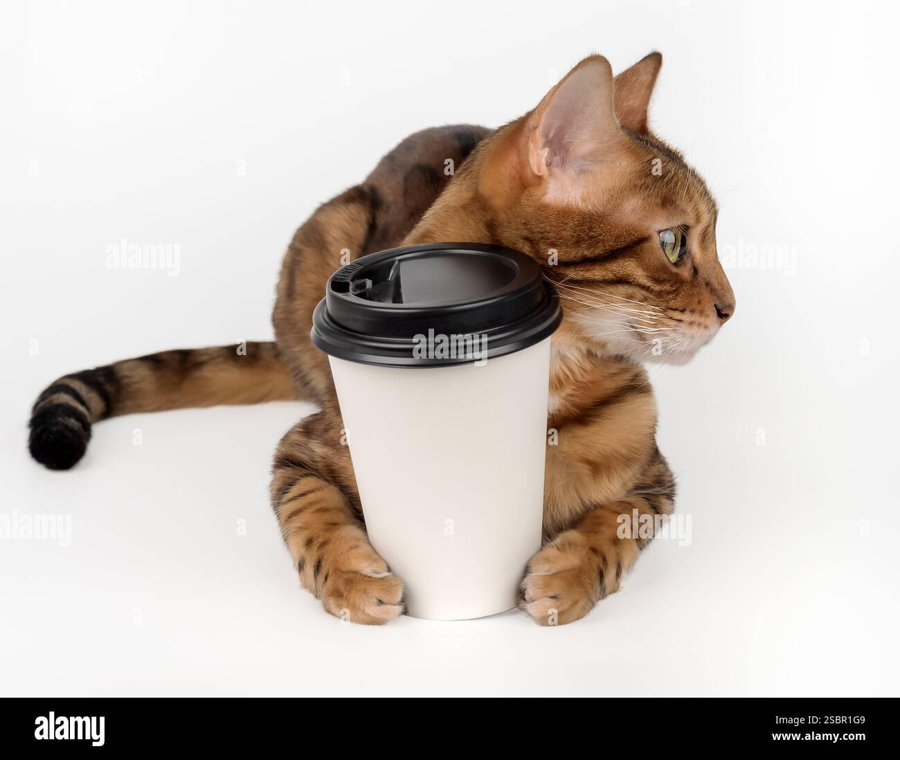 Domestic cat holding paper cup of coffee. Takeaway coffee in cat's paw ...