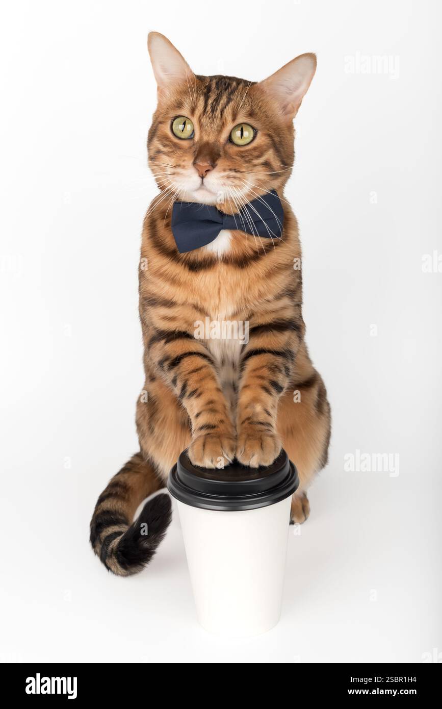 Domestic cat holding paper cup of coffee. Takeaway coffee in cat's paw ...