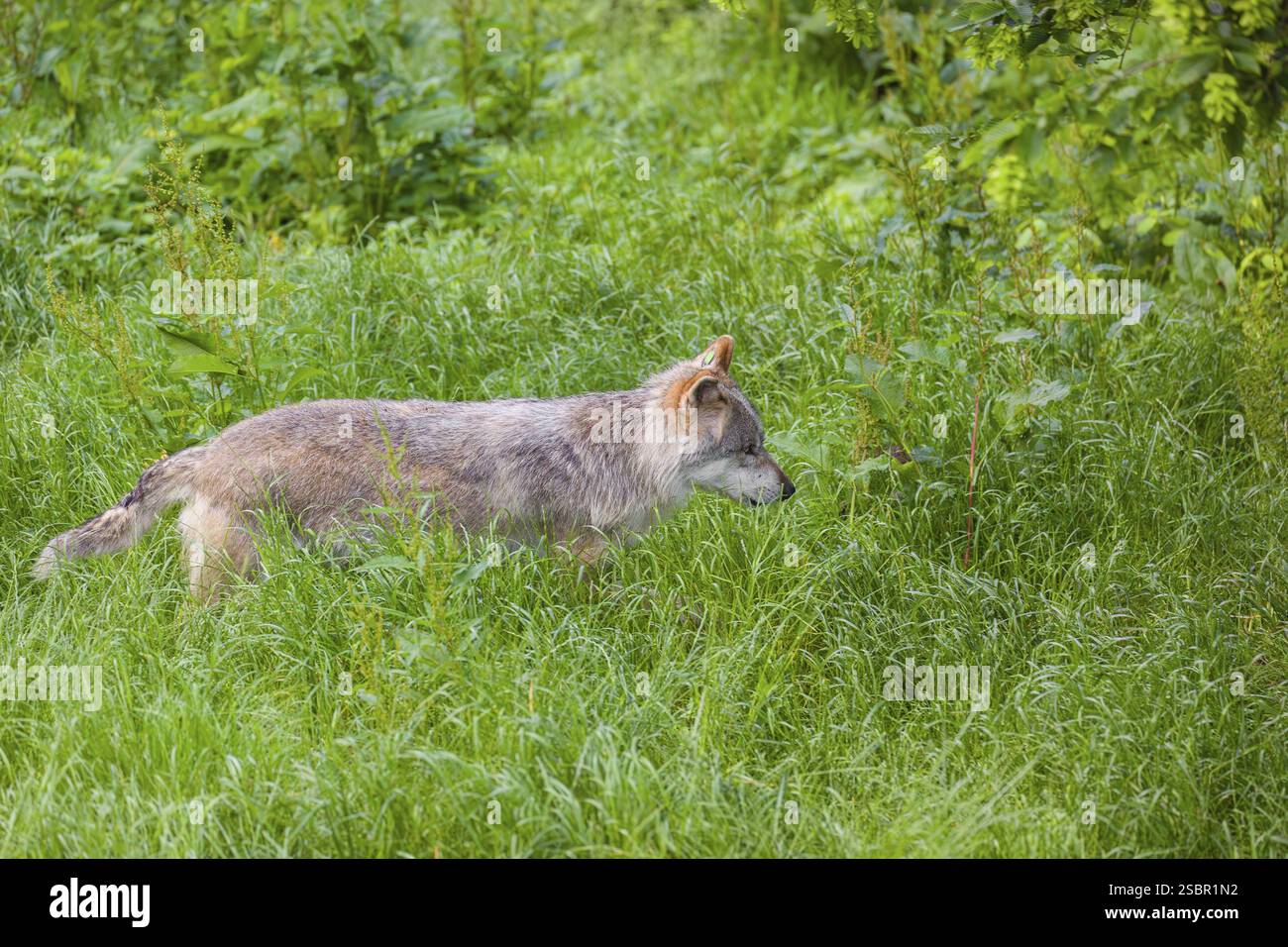 An adult male gray wolf (Canis lupus lupus) runs across a green meadow ...