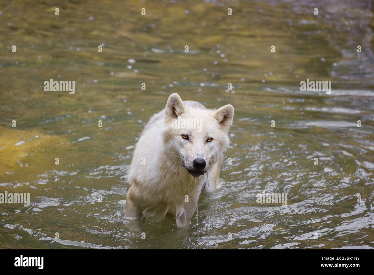 An Arctic wolf (Canis lupus arctos) stands in a pool of water below a ...