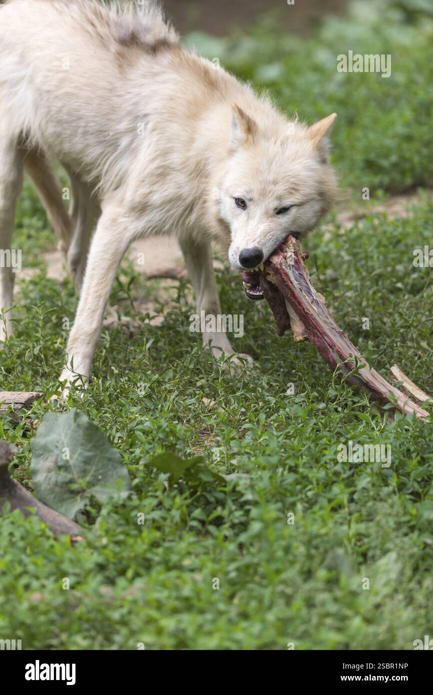 One Arctic wolf (Canis lupus arctos) chewing on a bone. Green grass ...