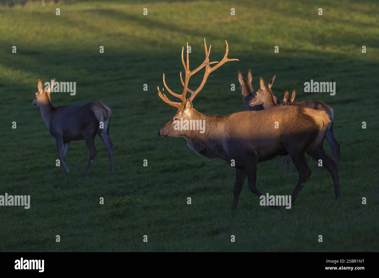 One male Altai maral, Altai wapiti or Altai elk (Cervus canadensis ...