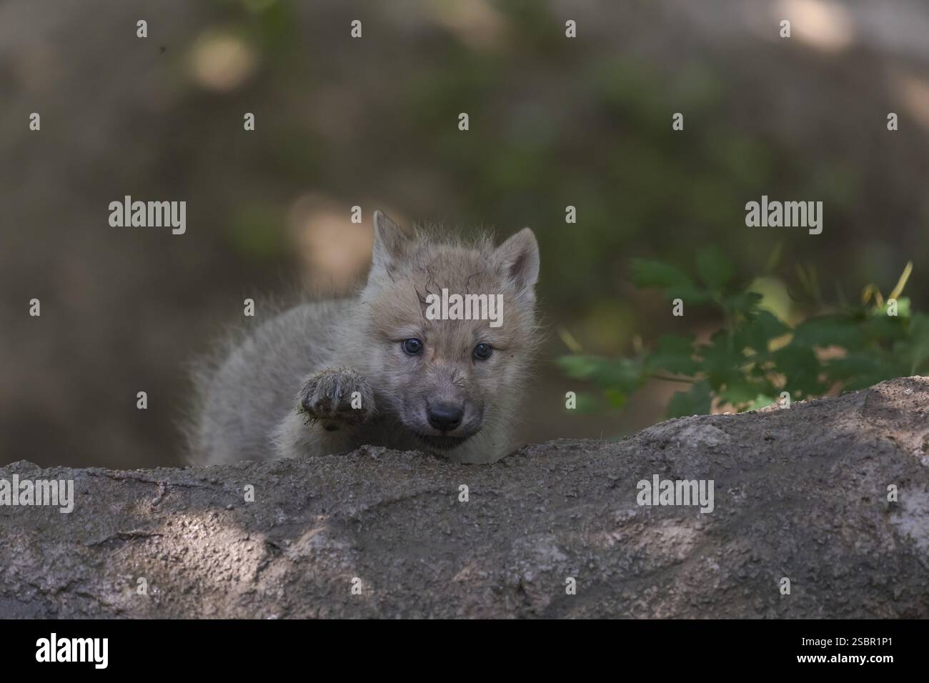 One four weeks old Arctic wolf cub (Canis lupus arctos) standing on a ...