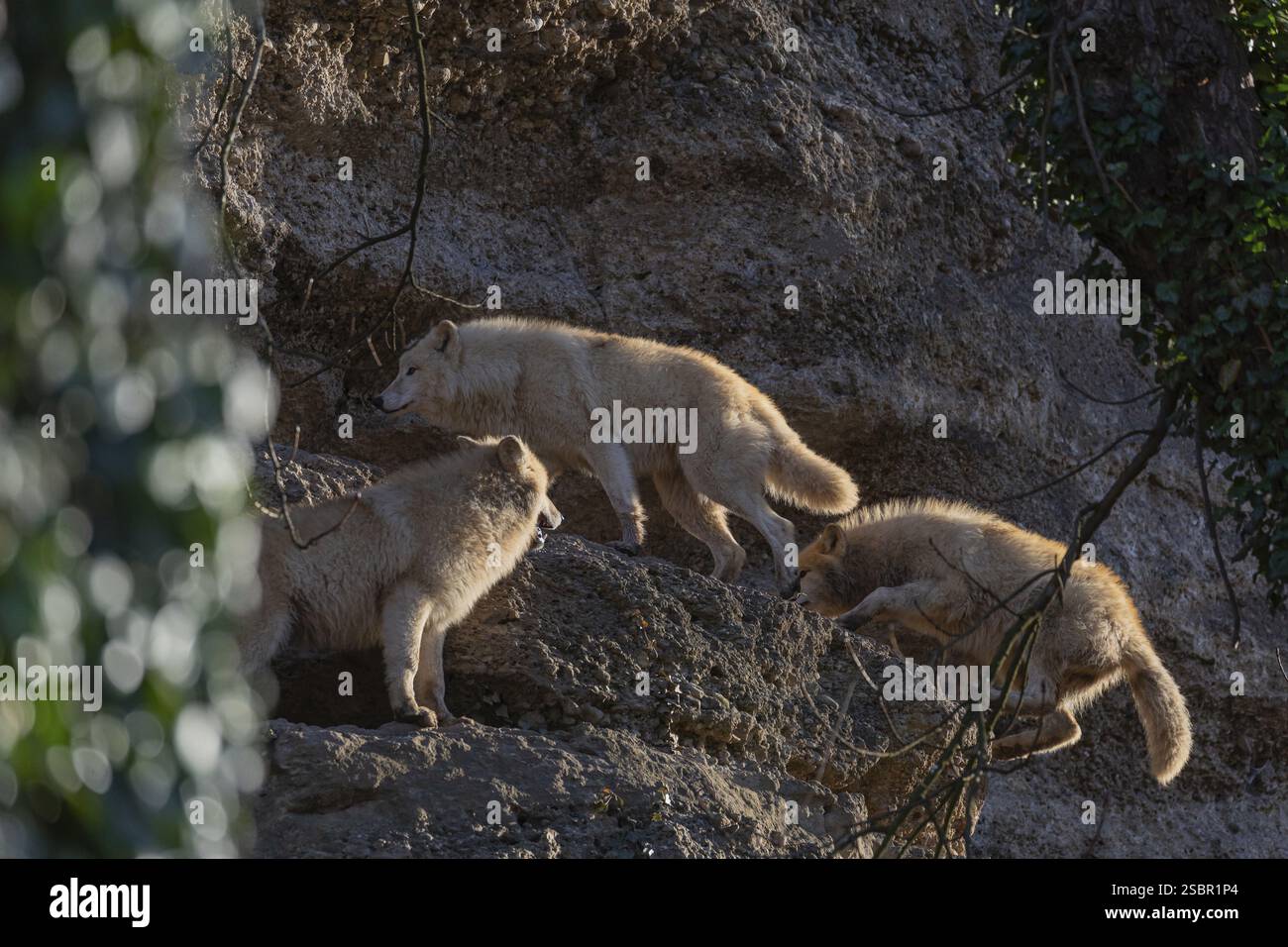Three adult Arctic wolves (Canis lupus arctos) walking high in a rock ...