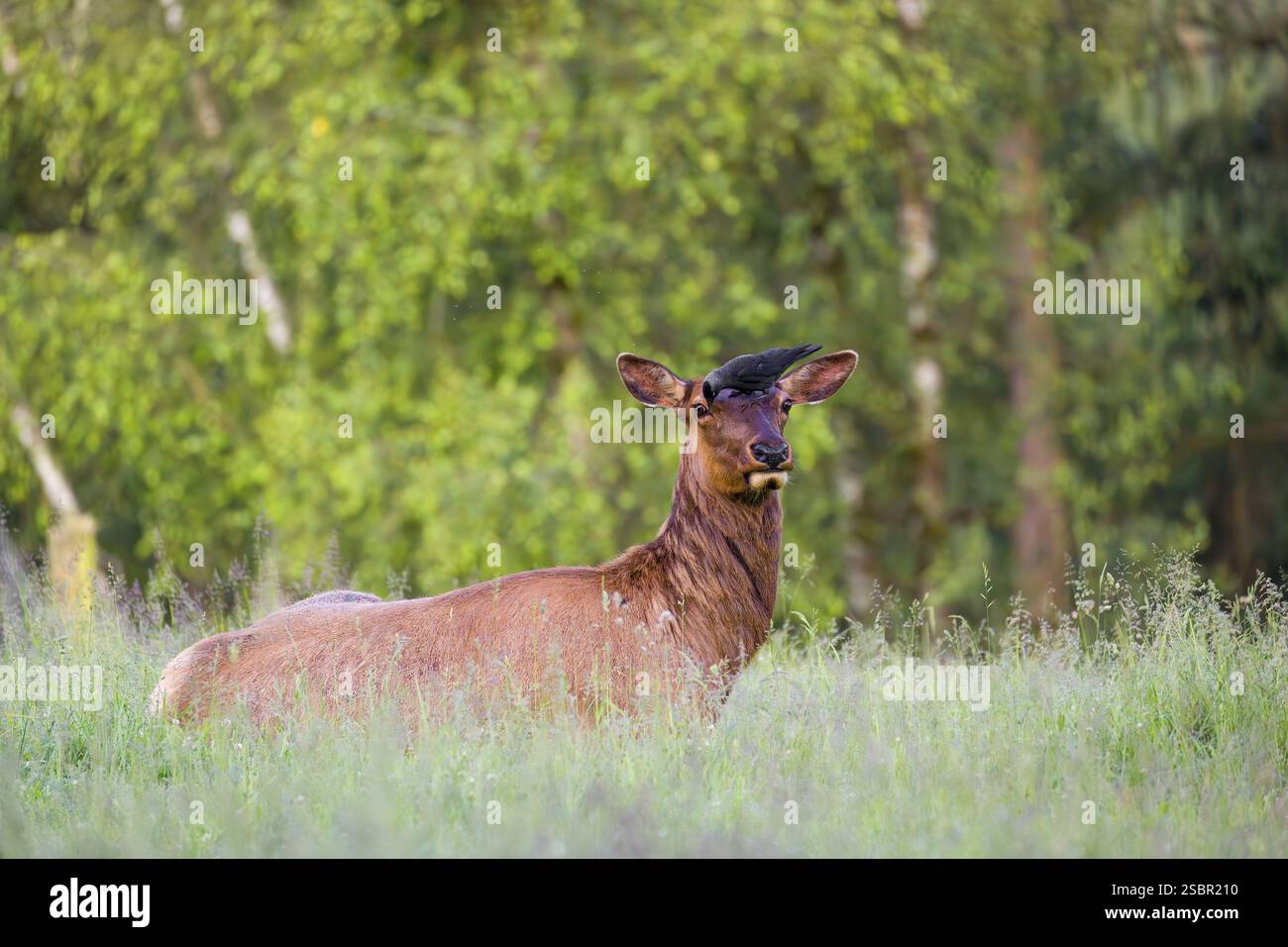 A female wapiti (Cervus canadensis) rests in a green meadow in the ...
