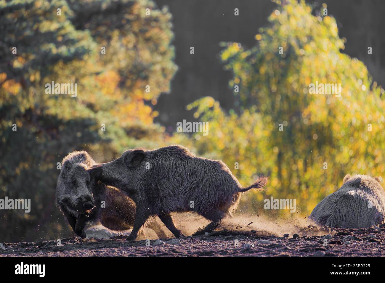 Two wild boars or wild pigs (Sus scrofa) fight in a clearing on hilly ...