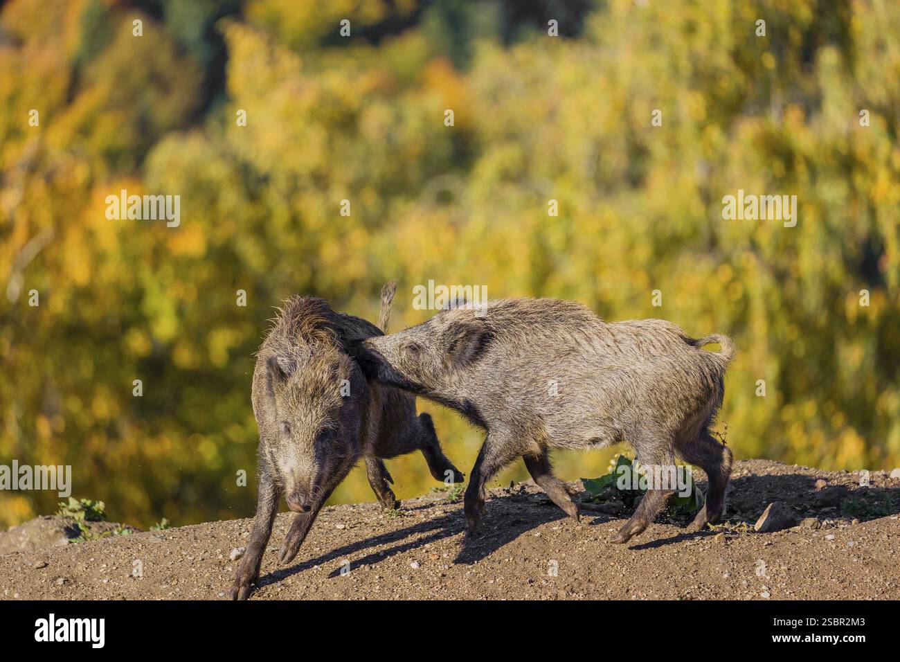 Two wild boars or wild pigs (Sus scrofa) fight in a clearing on hilly ...
