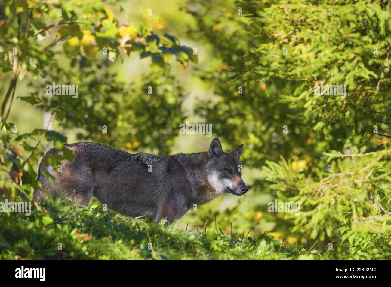 A eurasian gray wolf (Canis lupus lupus) stands on a hill between trees ...