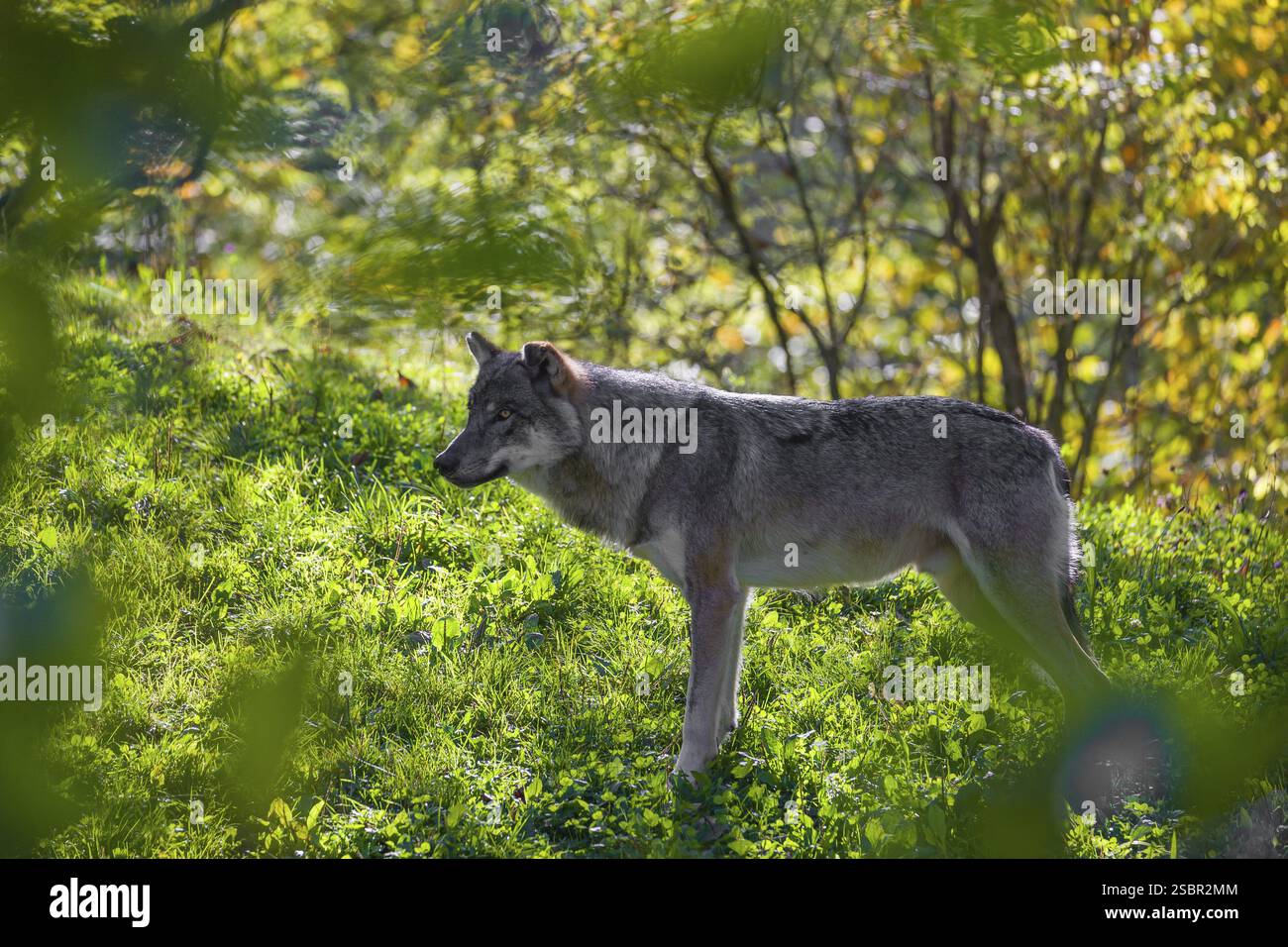 A eurasian gray wolf (Canis lupus lupus) stands on a forest edge in early morning mist and ...