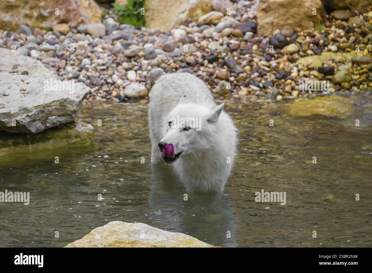 An Arctic wolf (Canis lupus arctos) stands in a pool of water below a ...