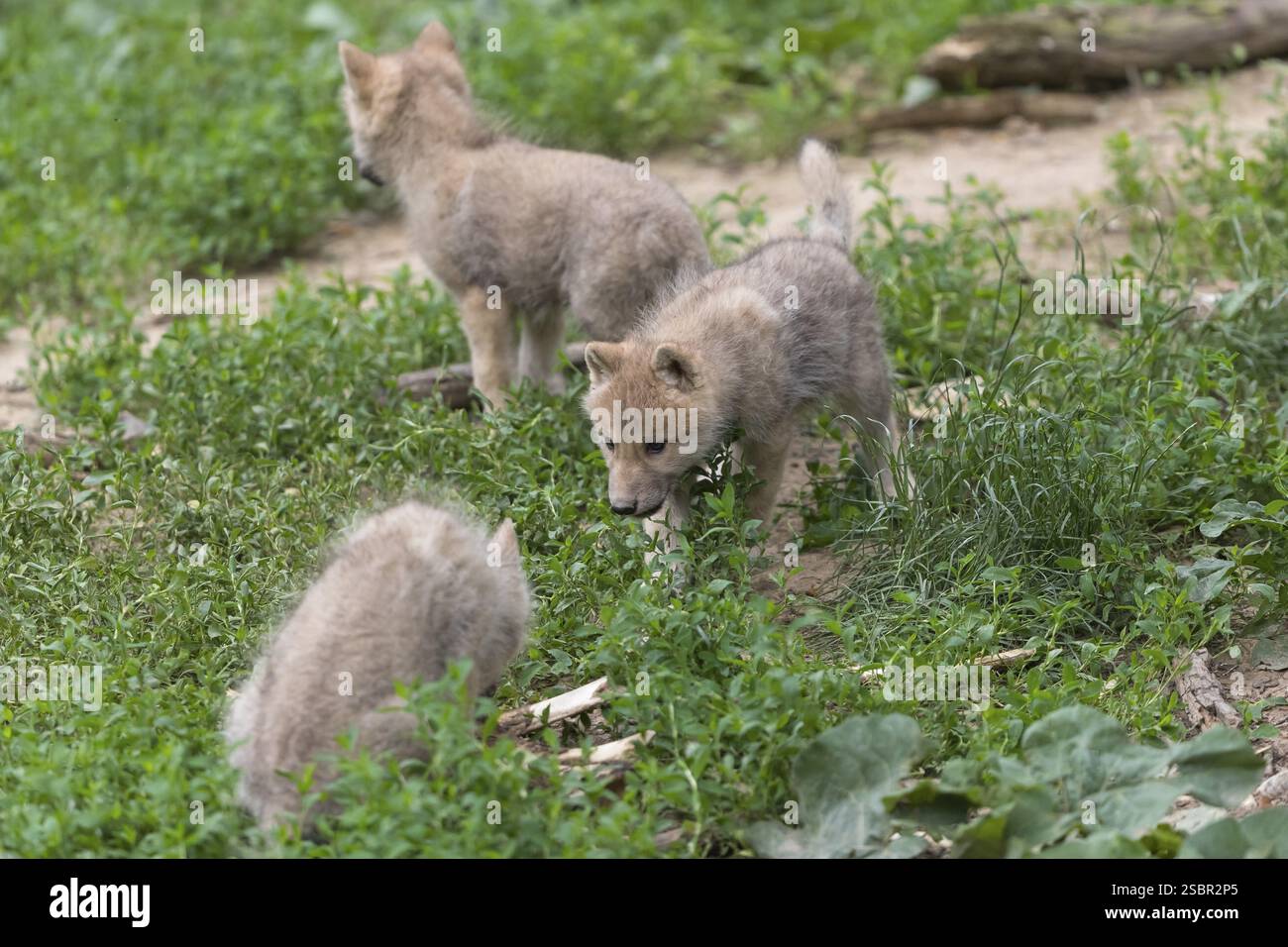 Two four weeks old Arctic wolf cub (Canis lupus arctos) playing with ...