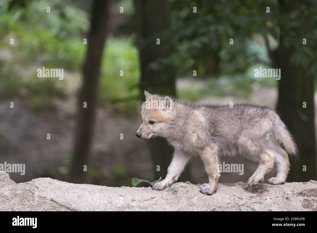One four weeks old Arctic wolf cub (Canis lupus arctos) standing on a ...