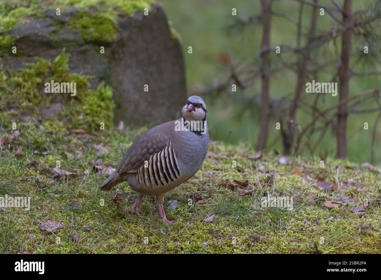One Rock Ptarmigan, Lagopus muta, (Ptarmigan, Snow Chicken, Partridge ...