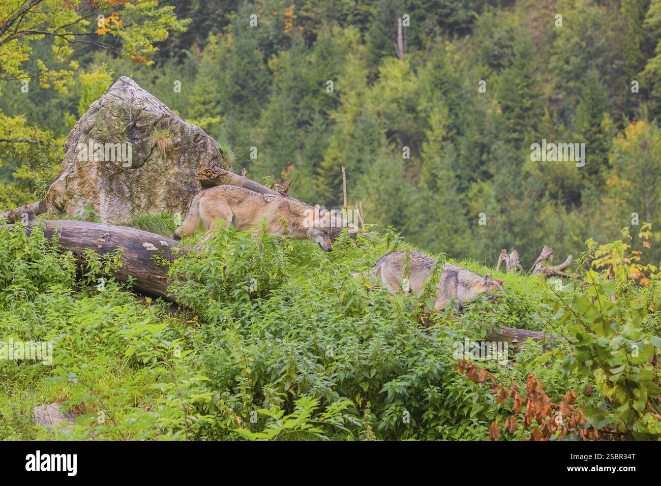 Two adult male Eurasian gray wolves (Canis lupus lupus) wolves running ...