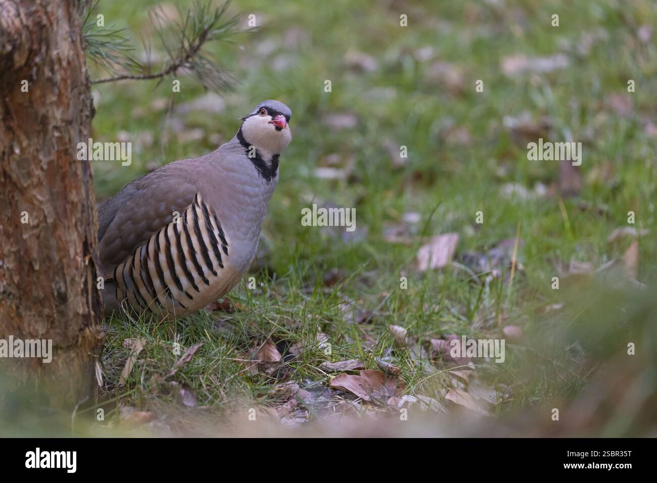 One Rock Ptarmigan, Lagopus muta, (Ptarmigan, Snow Chicken, Partridge ...