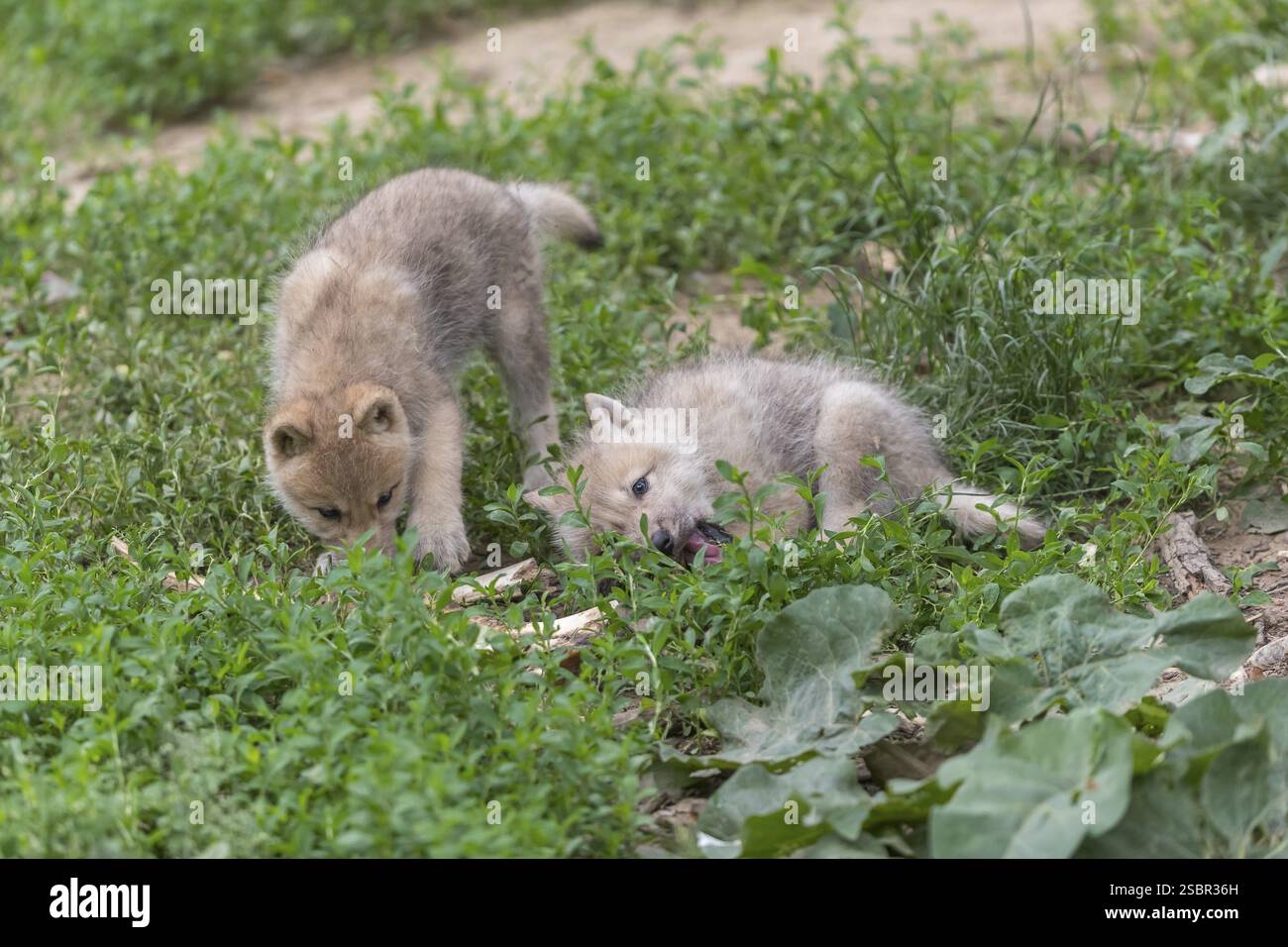 Two four weeks old Arctic wolf cub (Canis lupus arctos) playing with ...