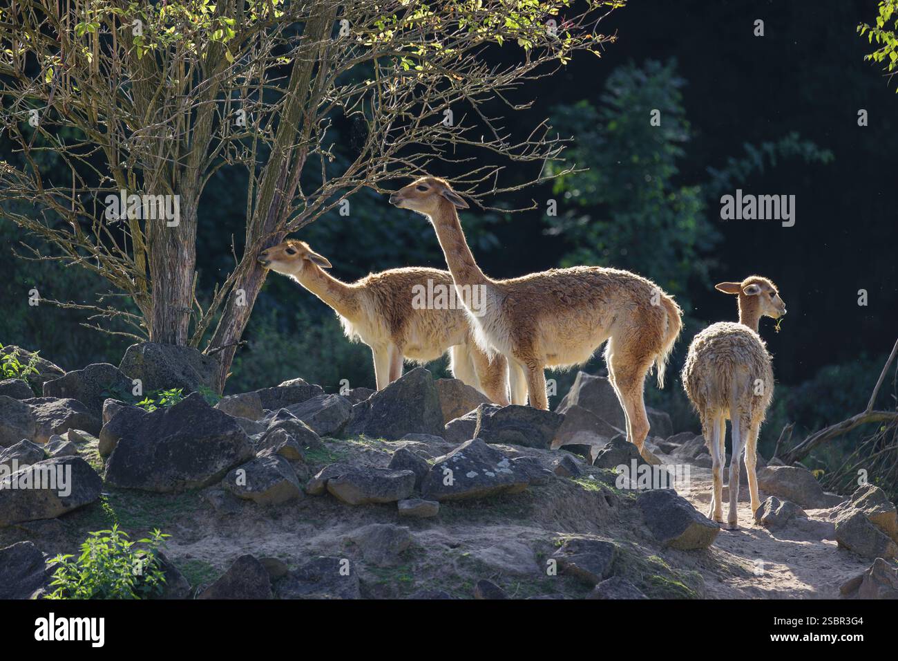 Three vicunas (Lama vicugna) stand on rocky terrain under a tree in a ...