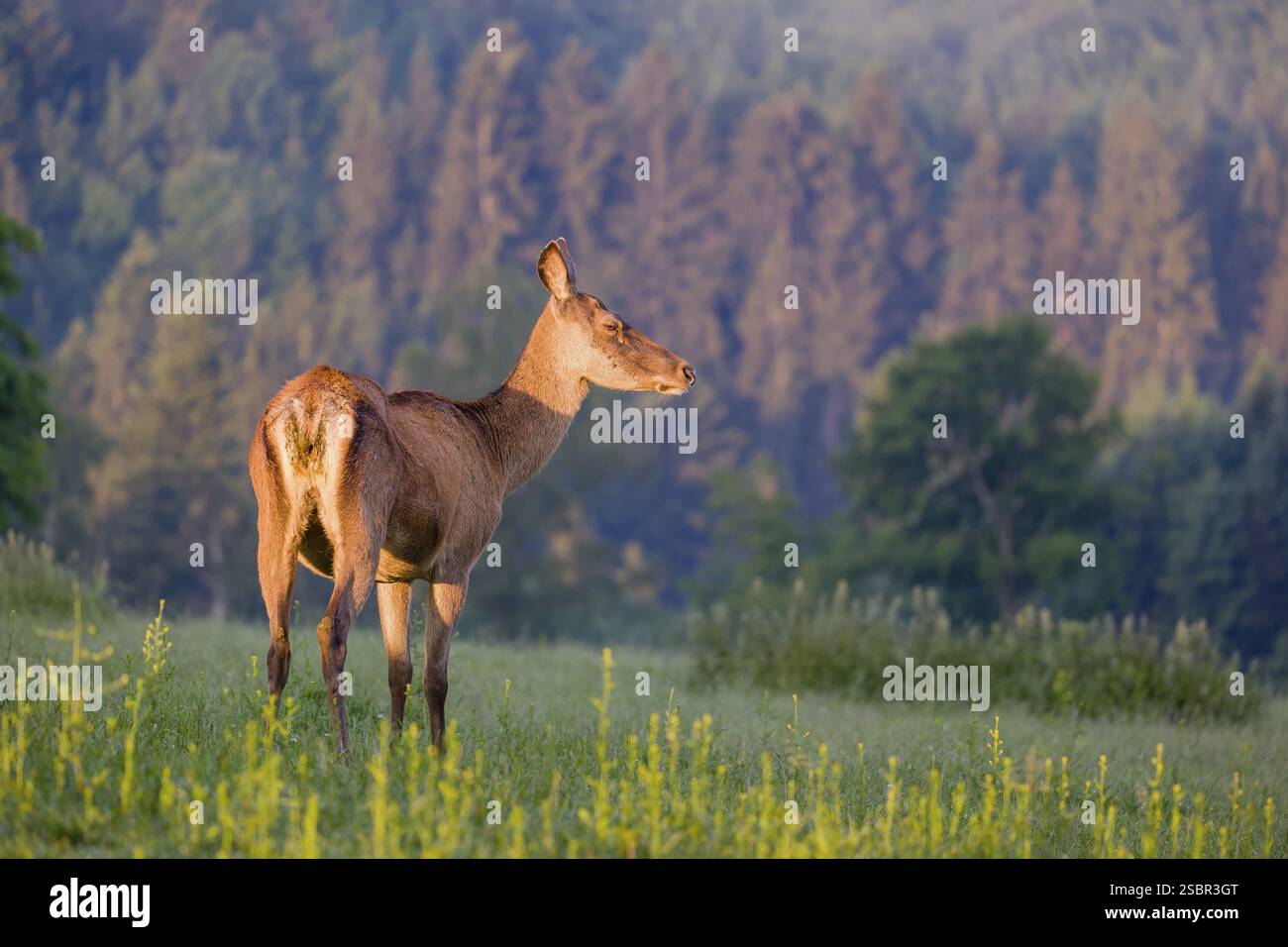 An Altai maral hind, Altai wapiti or Altai elk (Cervus canadensis ...