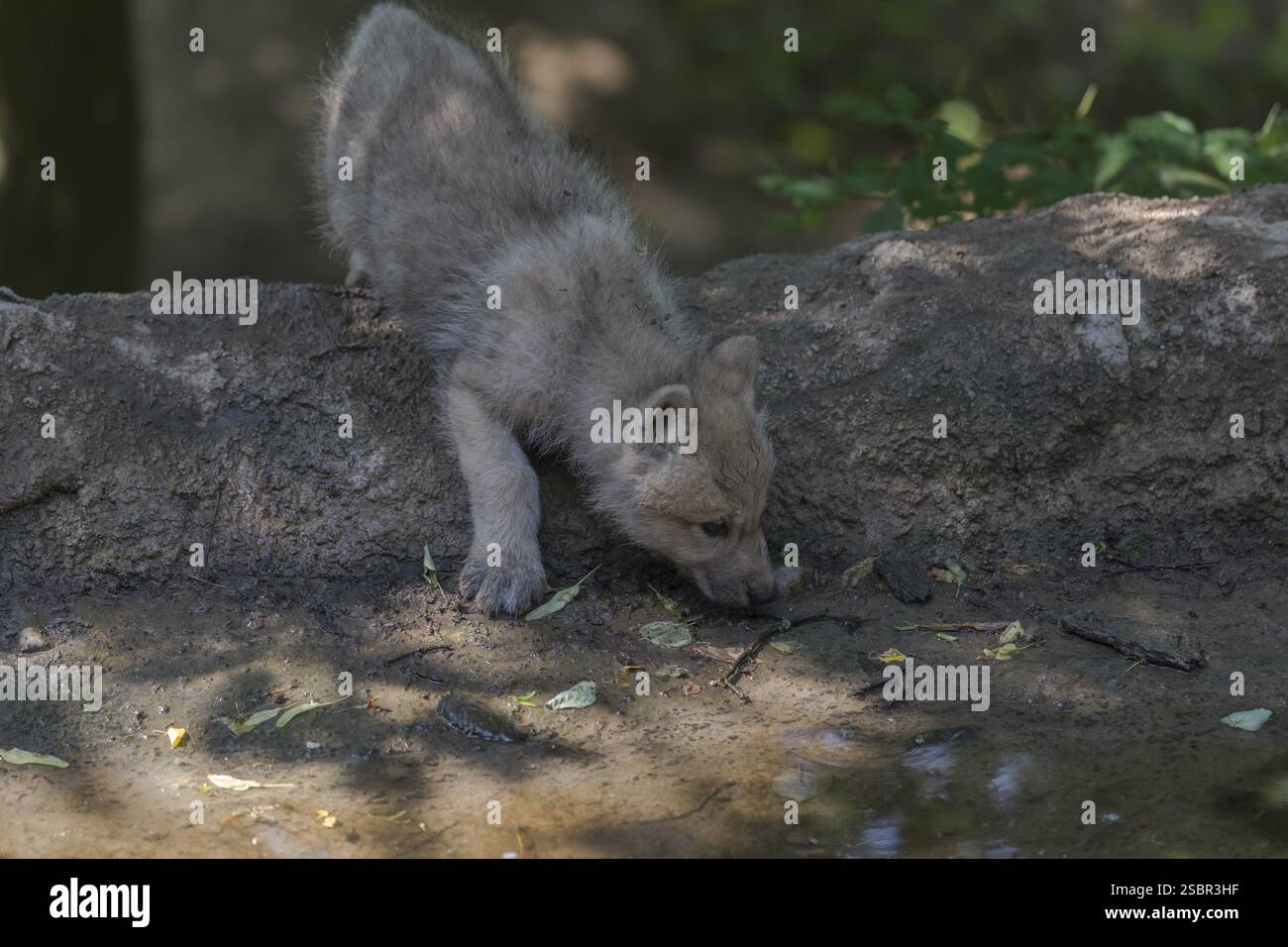 One four weeks old Arctic wolf cub (Canis lupus arctos) drinking water ...