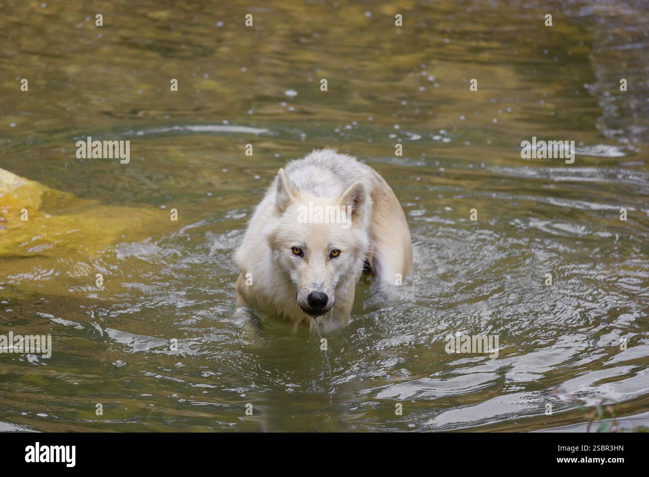 An Arctic wolf (Canis lupus arctos) stands in a pool of water below a ...