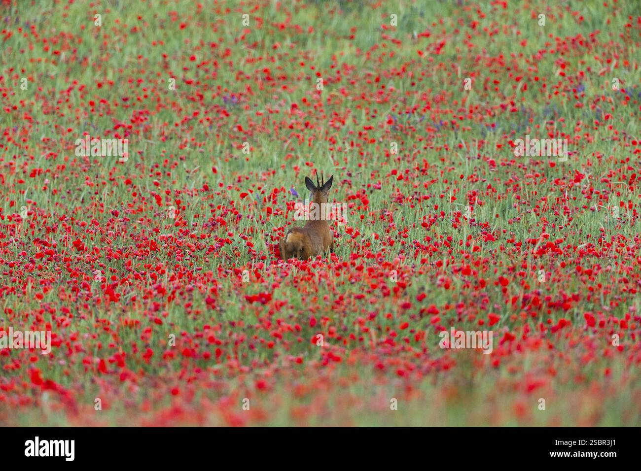 Roe Deer (Capreolus capreolus), male or buck, running through a field ...