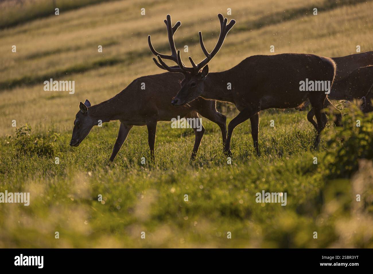 One male Altai maral, Altai wapiti or Altai elk (Cervus canadensis ...
