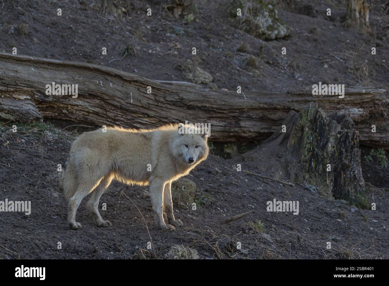 One adult Arctic wolf (Canis lupus arctos) standing in a forest on ...