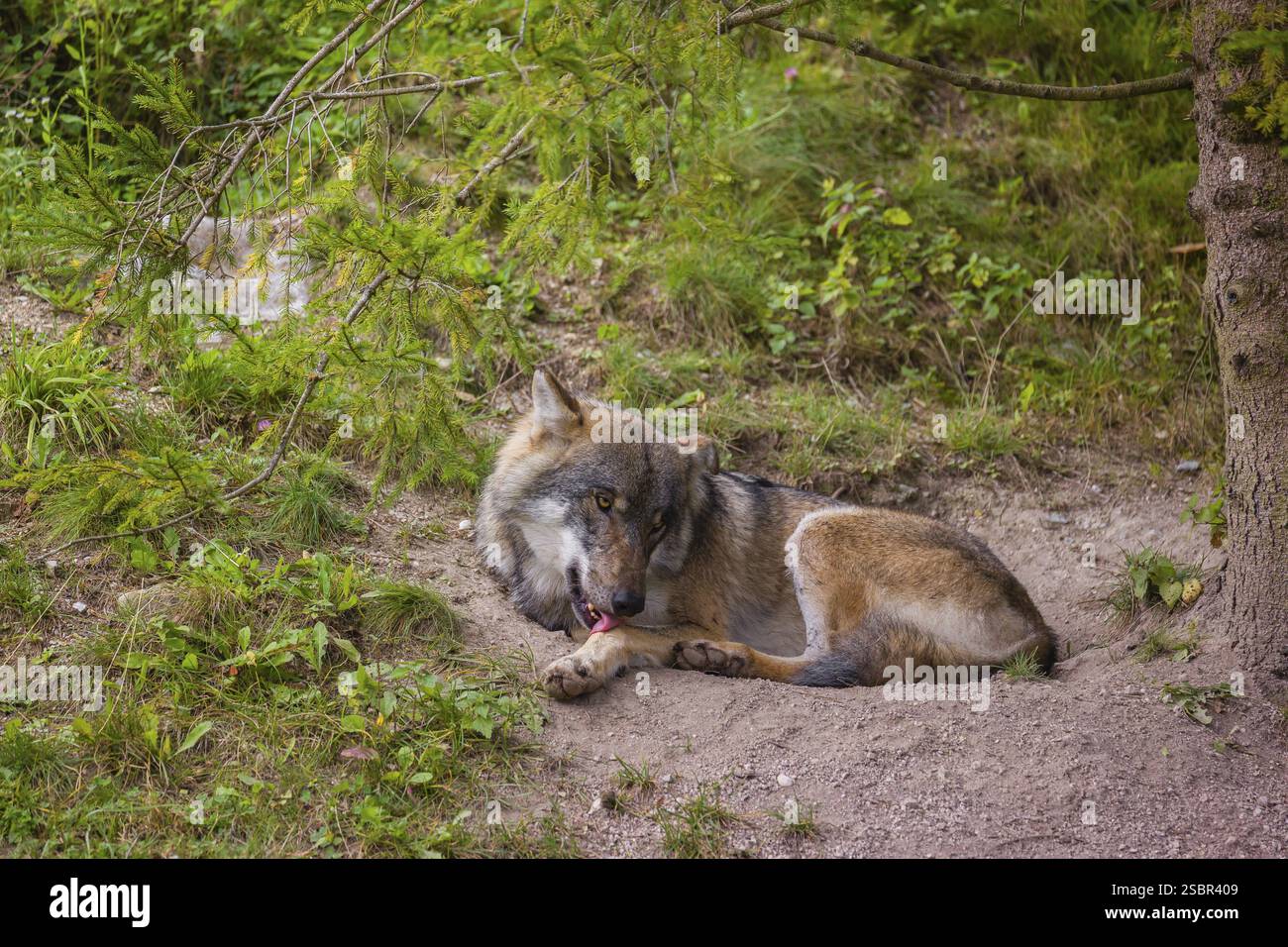 A eurasian gray wolf (Canis lupus lupus) rests under a spruce tree ...