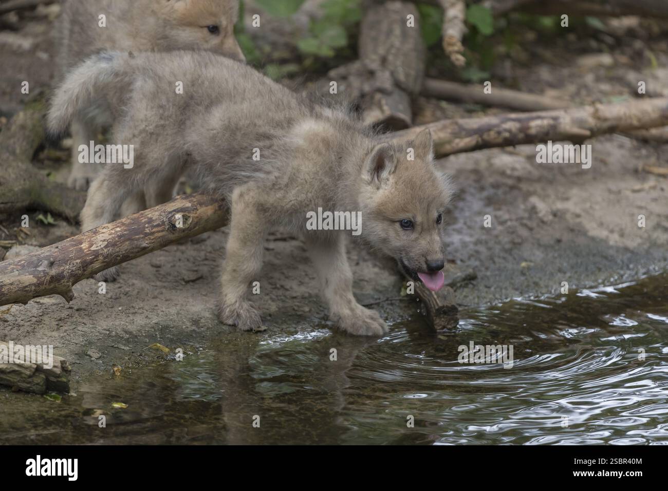 One four weeks old Arctic wolf cub (Canis lupus arctos) drinking water ...