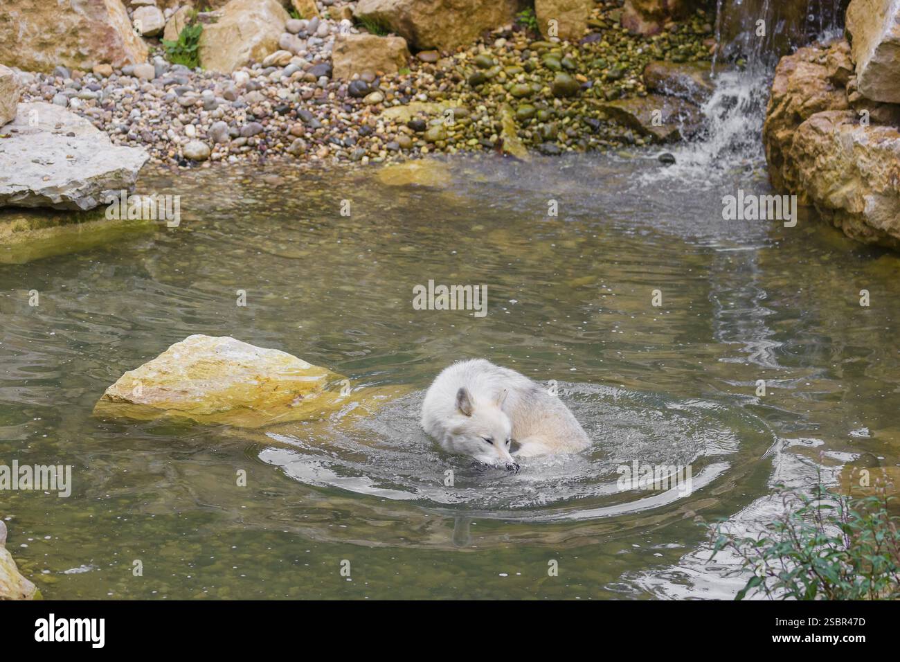 An Arctic wolf (Canis lupus arctos) stands in a pool of water below a ...