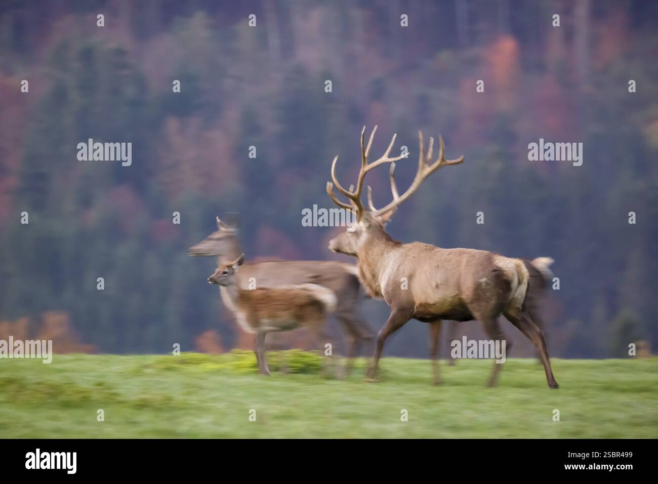An Altai maral stag, Altai wapiti or Altai elk (Cervus canadensis ...
