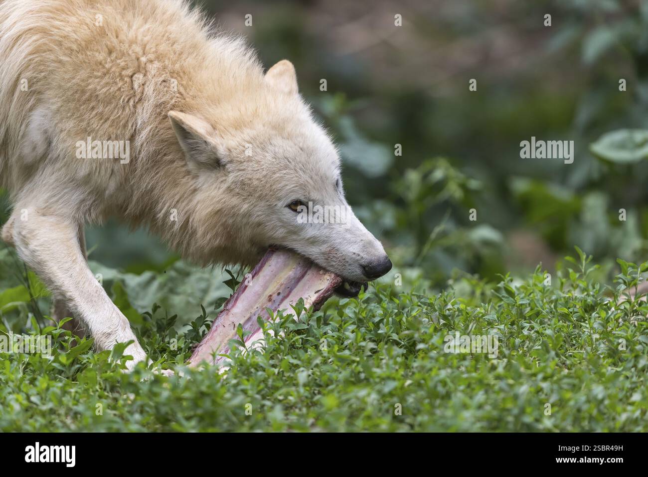 One Arctic wolf (Canis lupus arctos) chewing on a bone. Green grass ...
