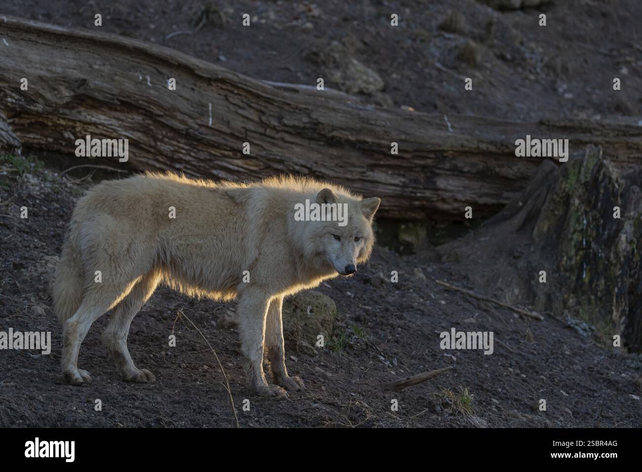 One adult Arctic wolf (Canis lupus arctos) standing in a forest on ...