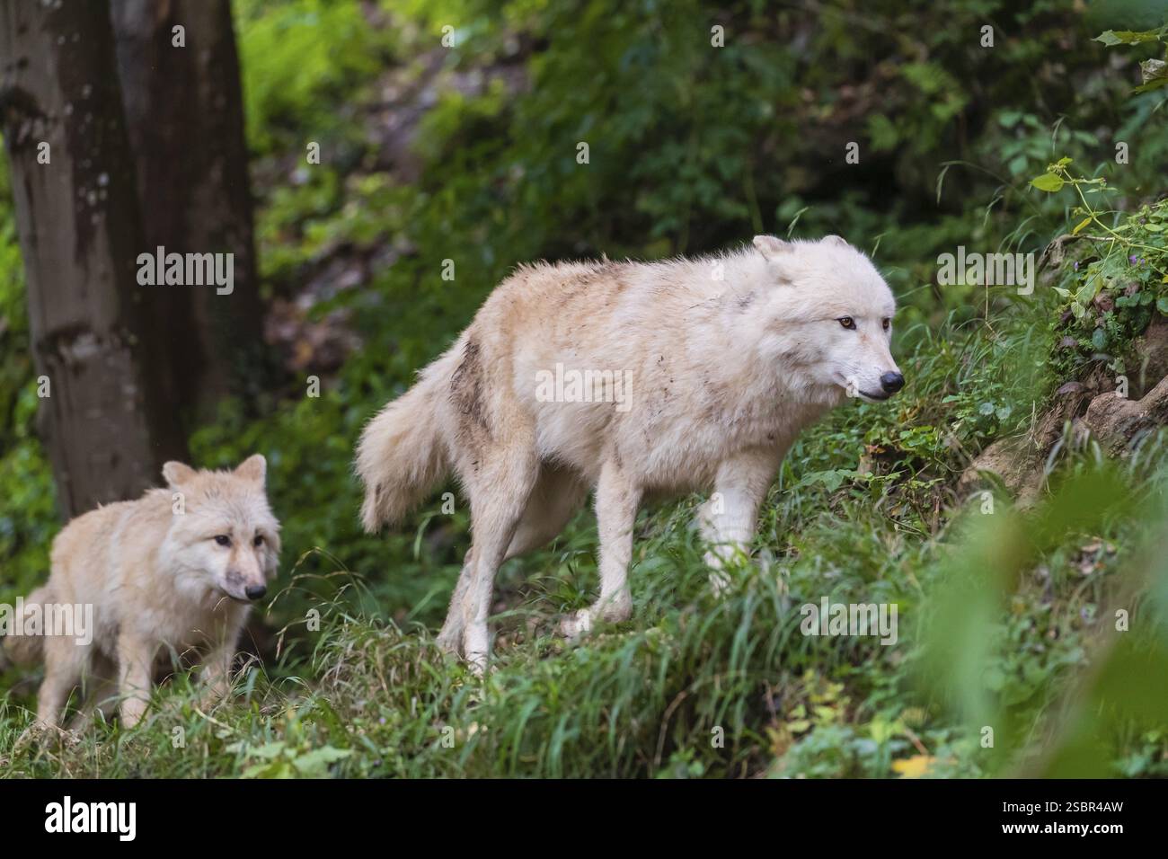Two adult Arctic wolves (Canis lupus arctos) running through a forest ...