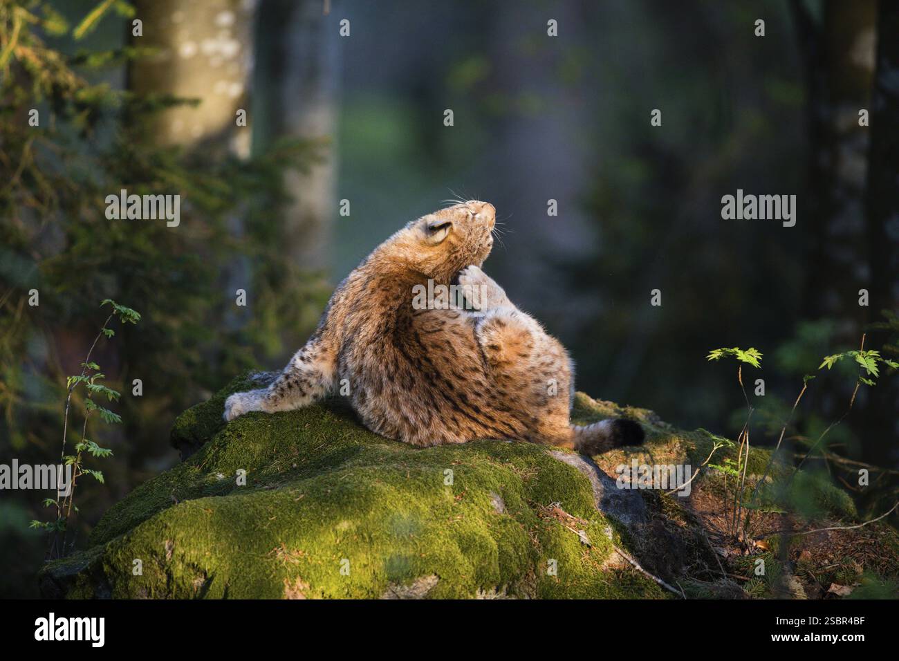 Eurasian Lynx or Northern Lynx (Lynx lynx), adult animal scratching its ...