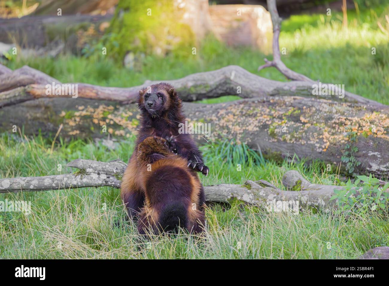 Two wolverine (Gulo gulo) fight each other on a green meadow at a ...