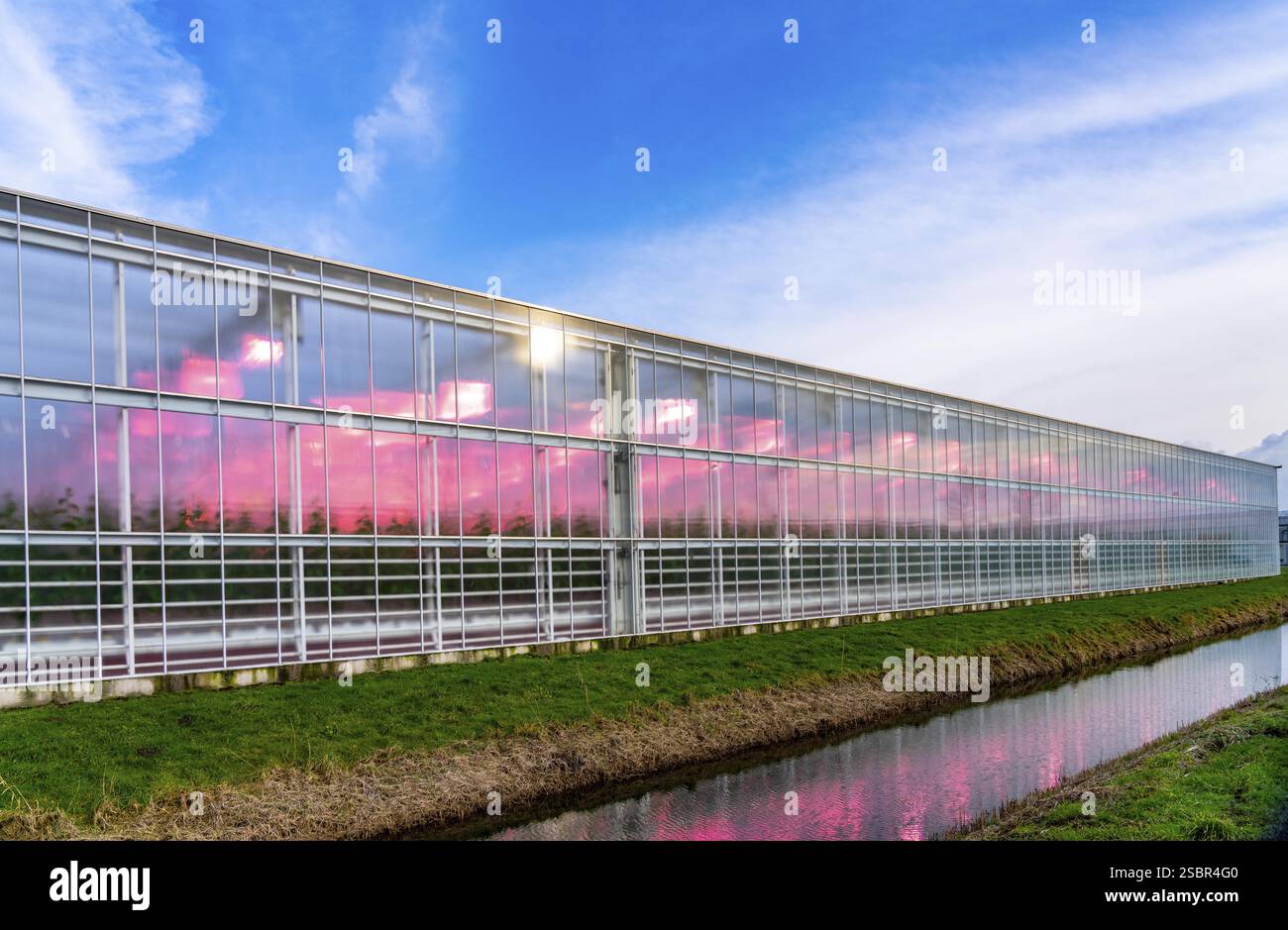 Large greenhouses for cucumbers and strawberries, over 10 hectares, the ...