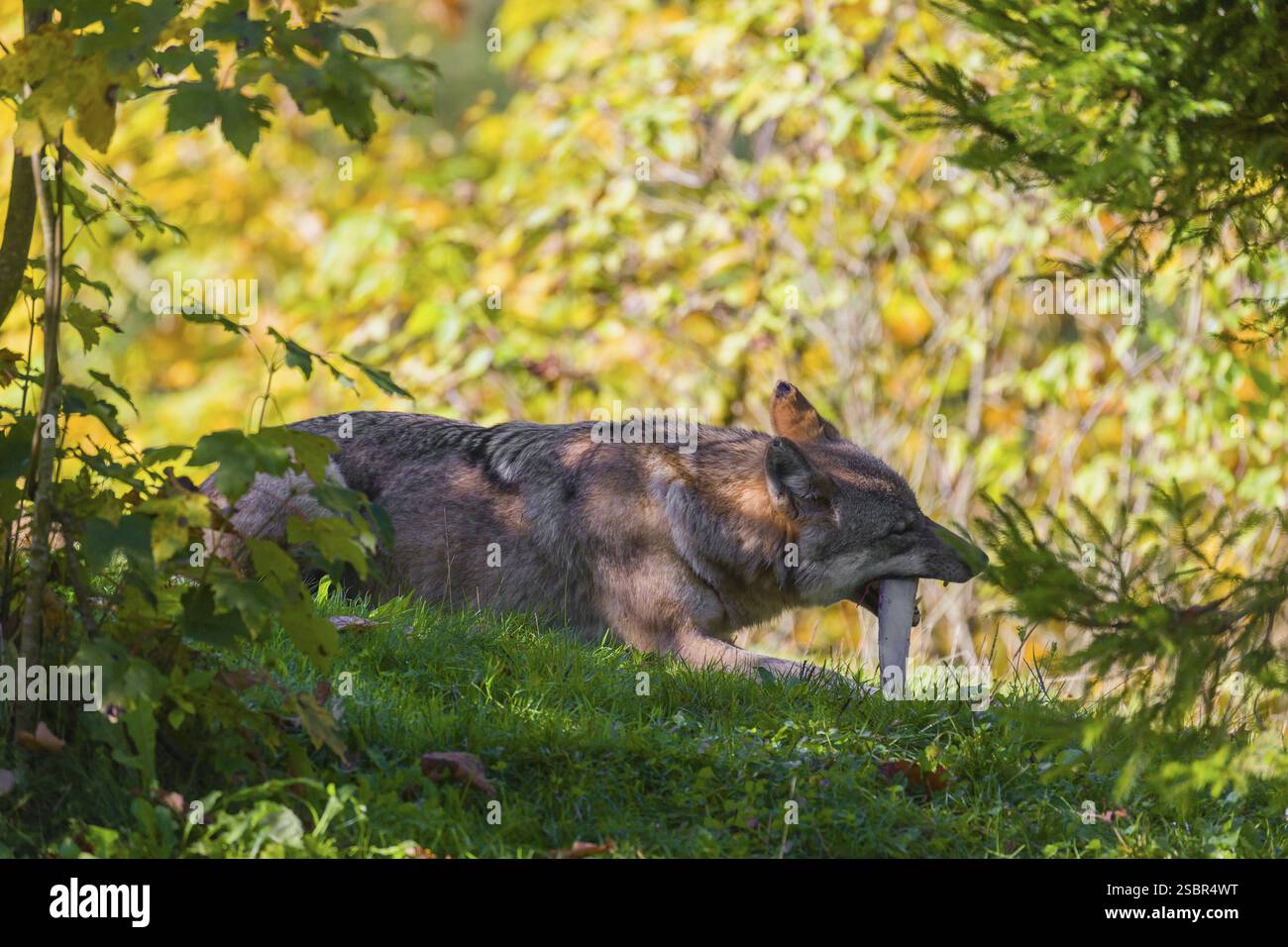 A eurasian gray wolf (Canis lupus lupus) lies on a meadow and chewing a ...
