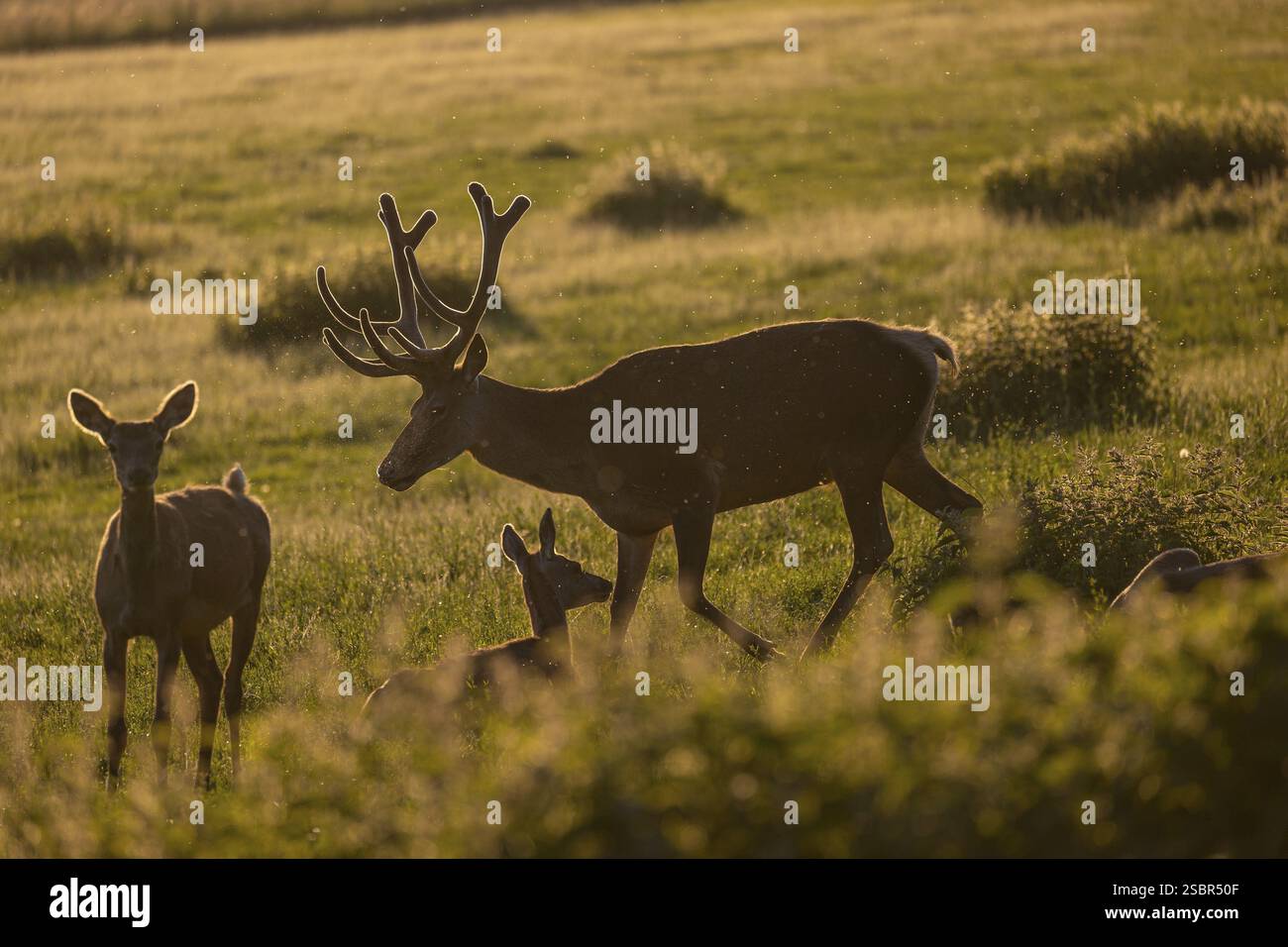 One male Altai maral, Altai wapiti or Altai elk (Cervus canadensis ...