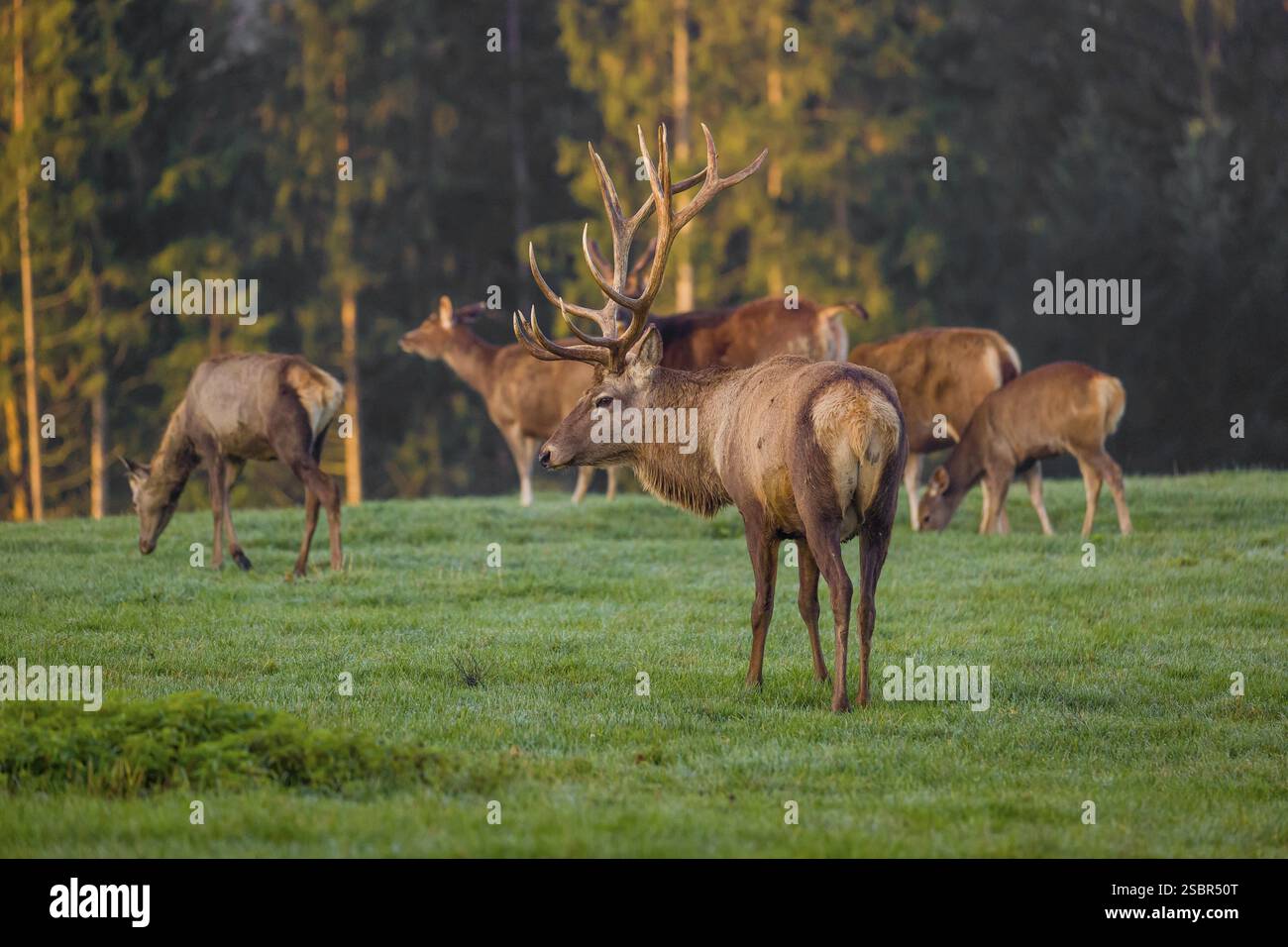 An Altai maral stag, Altai wapiti or Altai elk (Cervus canadensis ...