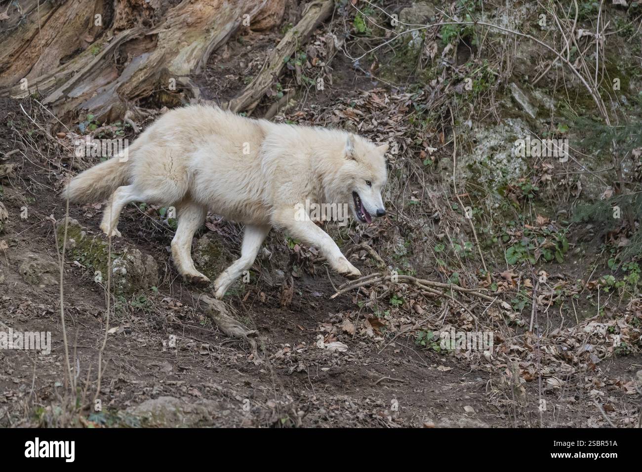 One adult Arctic wolf (Canis lupus arctos) running through a forest on ...