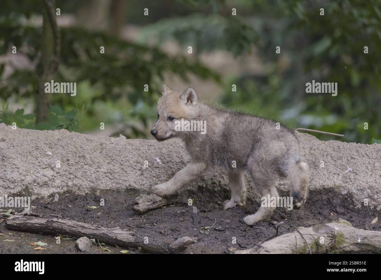One four weeks old Arctic wolf cub (Canis lupus arctos) standing on a ...
