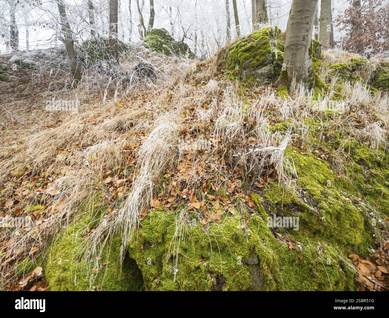 Beech woodland (Fagus sylvatica), and grasses covered in hoarfrost in ...