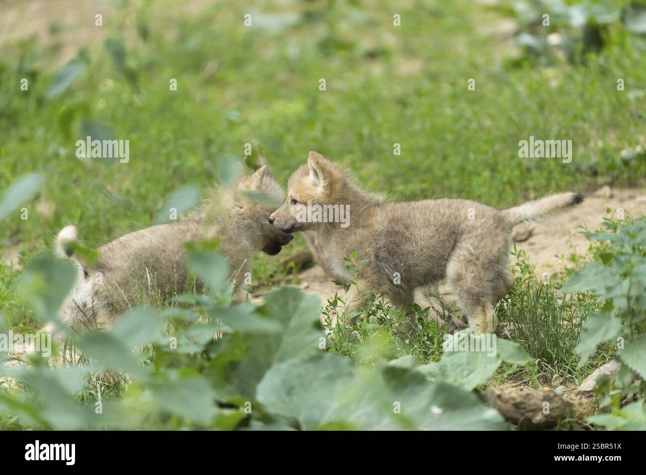 Two four weeks old Arctic wolf cub (Canis lupus arctos) playing with ...
