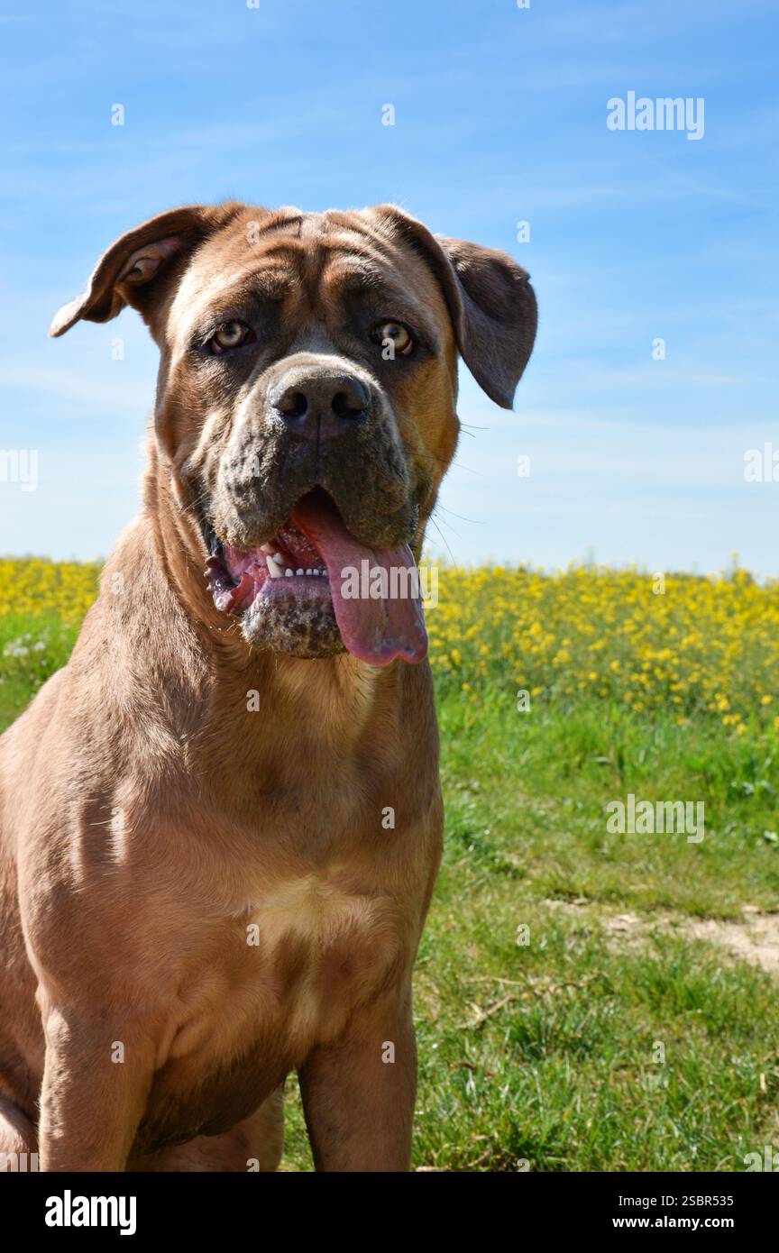 A beautiful Cane Corso dog with nice eyes. The Cane Corso is an ...