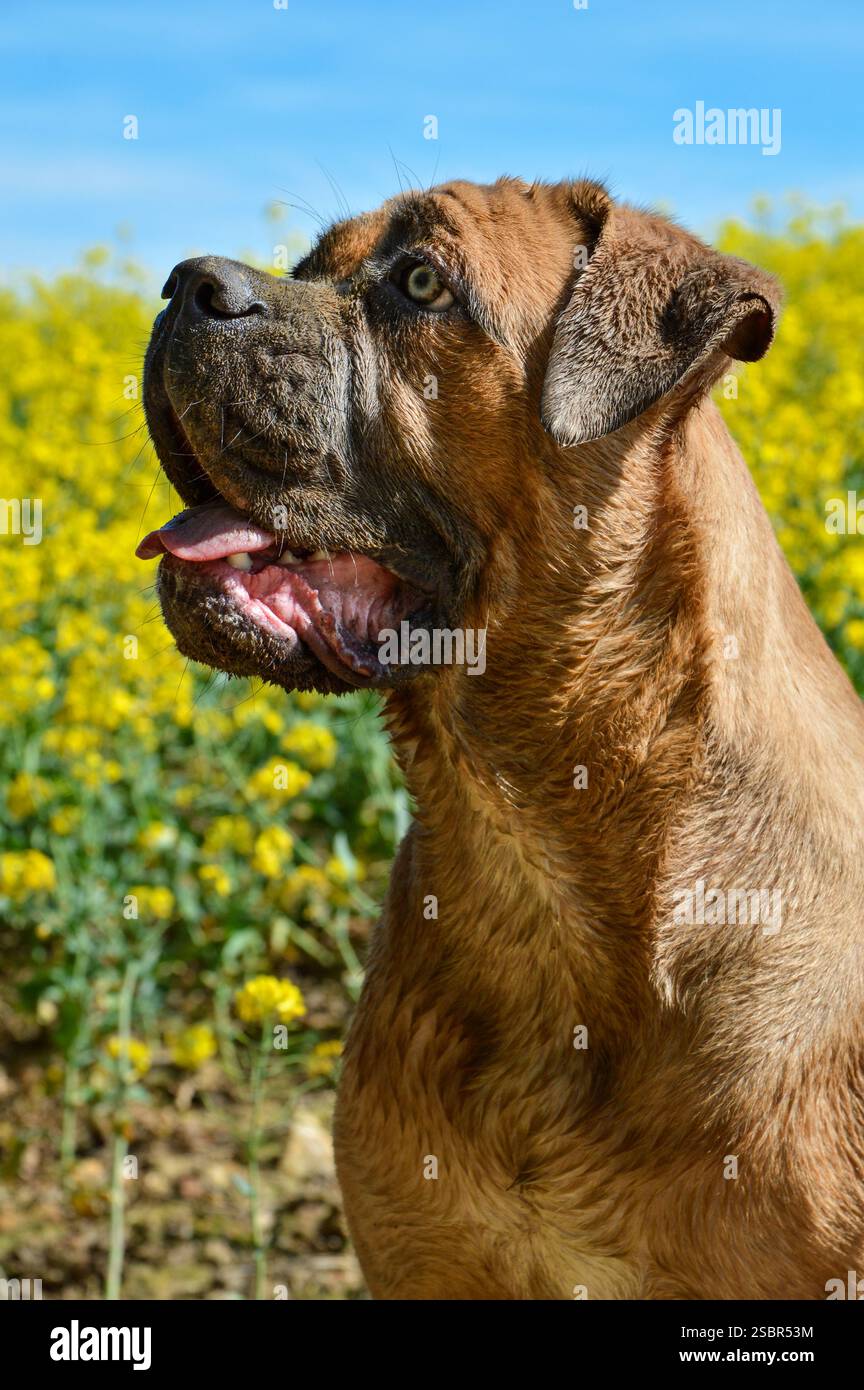 A beautiful Cane Corso dog with nice eyes. The Cane Corso is an ...