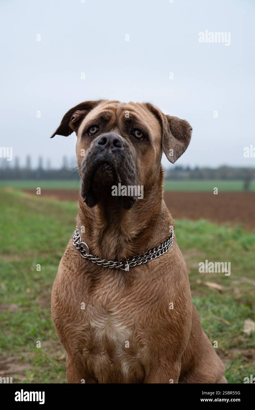 A beautiful Cane Corso dog with nice eyes. The Cane Corso is an ...